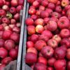 Apple Ridge Farms - Apple Hill Growers Association