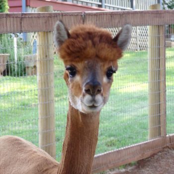 Fudge Factory Farm - Apple Hill Growers Association
