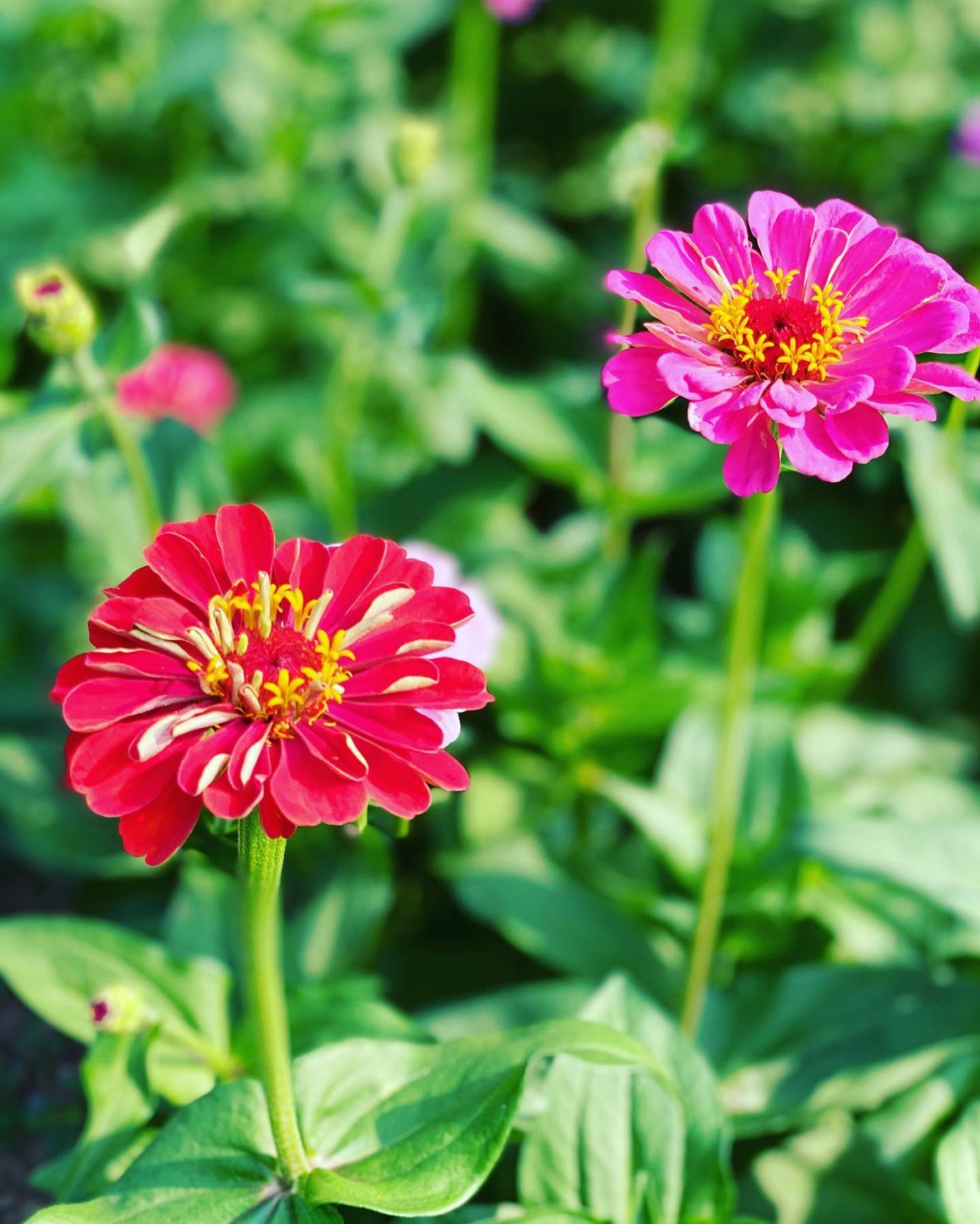 Events from Sat August 31 – Sat March 22, 2025 – Apple Hill Growers ...