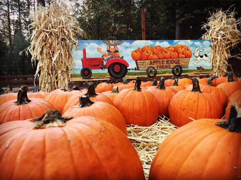 PUMPKIN PATCH OPENS: Apple Ridge Farms - Apple Hill Growers Association